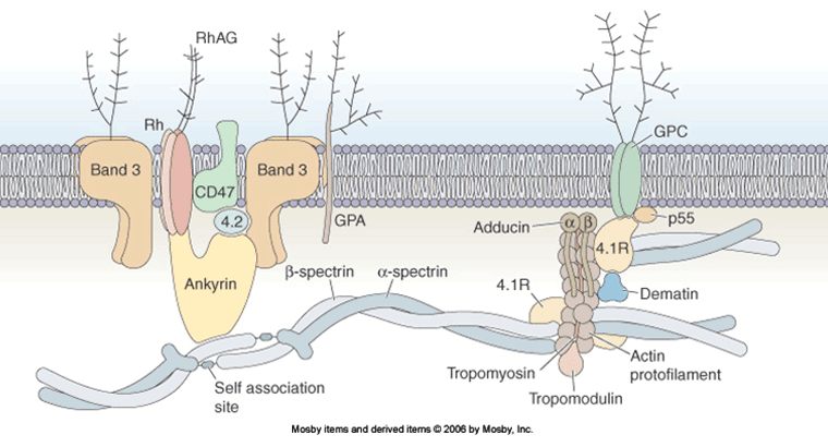Hereditary spherocytosis - Etiology | BMJ Best Practice US