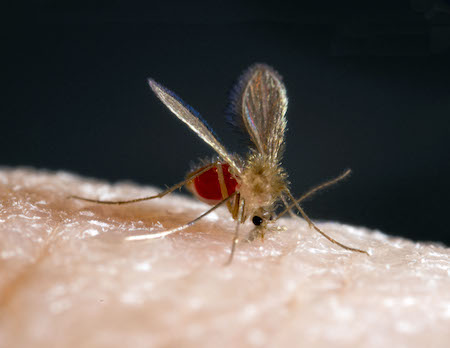 Leishmaniasis - Symptoms, diagnosis and treatment | BMJ Best Practice