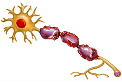 Mild traumatic brain injury - Symptoms, diagnosis and treatment | BMJ ...