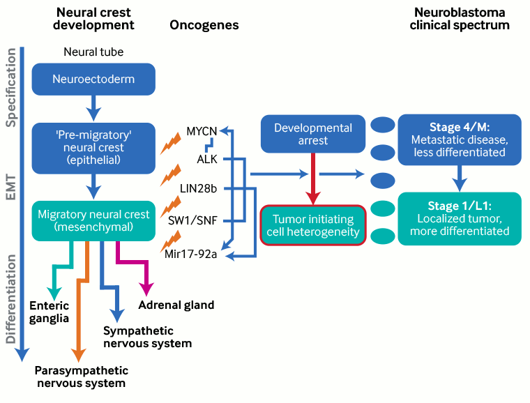 Neuroblastoma - Images | BMJ Best Practice US